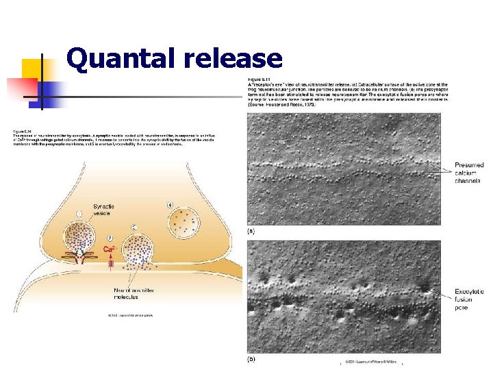 Summary n n n RMP ionic basis factors