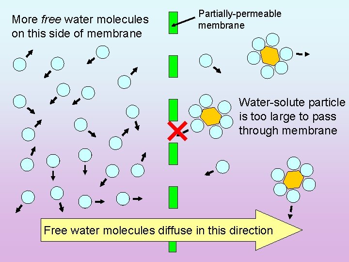 Diffusion and Osmosis Diffusion Particles in a liquid