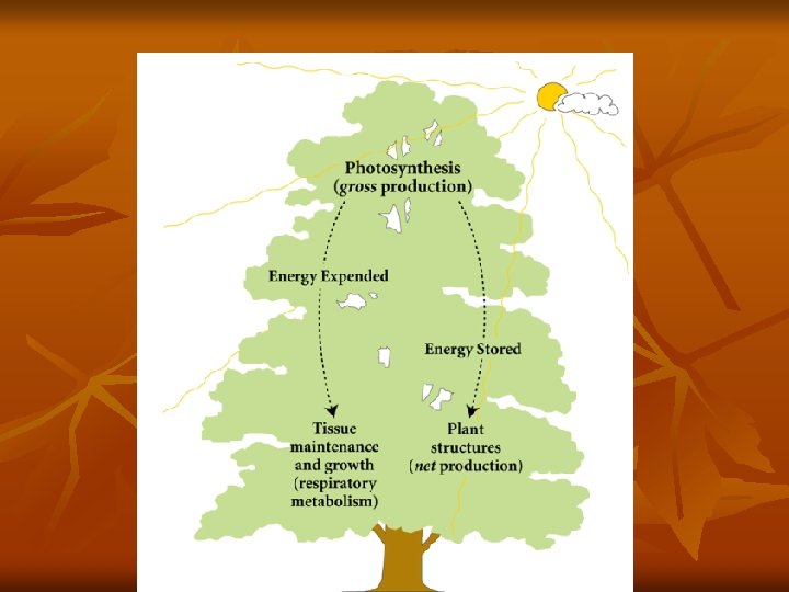 Photosynthesis and Cellular Respiration 2 4 Energy Flow