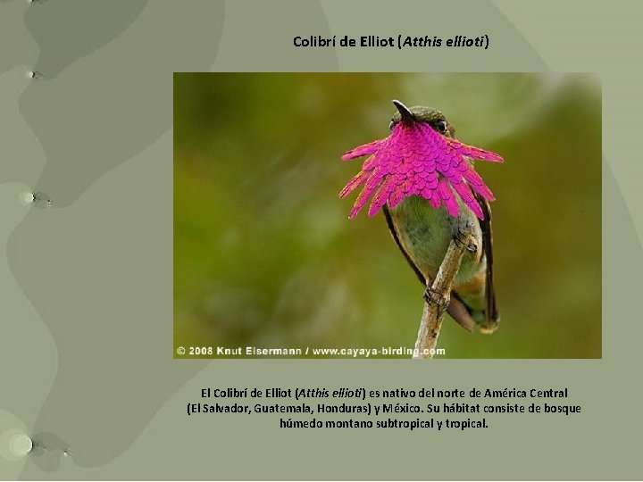 Colibres Segunda presentacin Para ver la primera presentacion