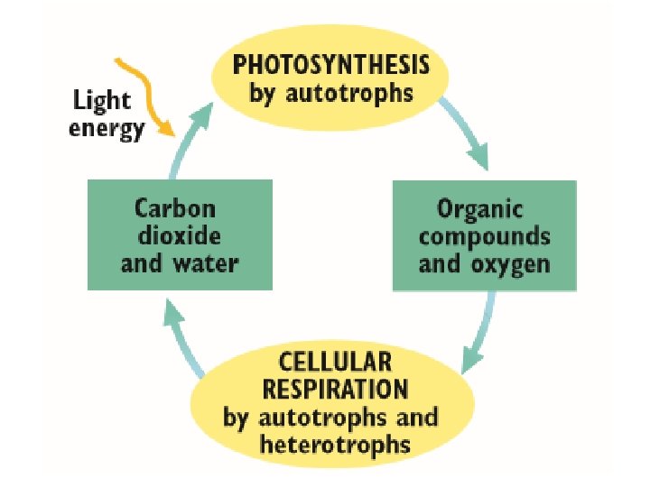 Ch 6 7 Introduction Photosynthesis and Cellular Respiration