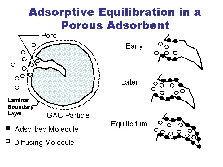 Adsorption Equilibrium Adsorption vs Absorption Adsorption is accumulation