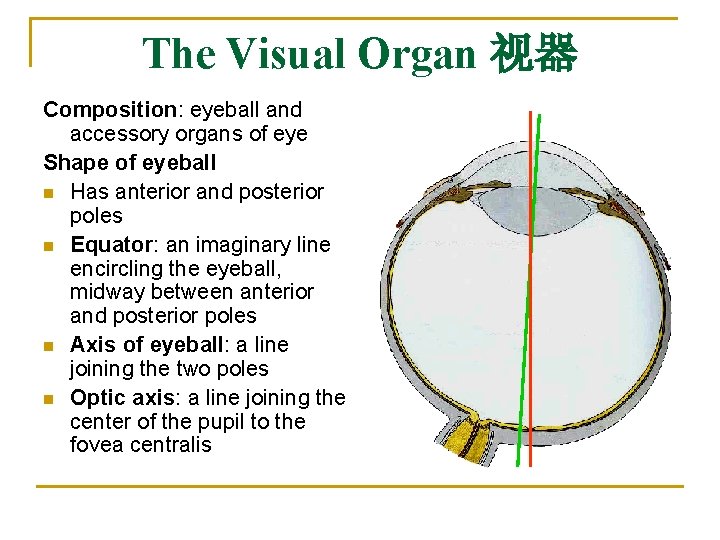 The Sensory Organs Liu jiao Binzhou Medical University