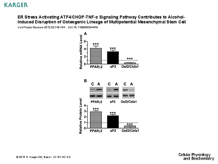 ER Stress Activating ATF 4CHOPTNF Signaling Pathway Contributes
