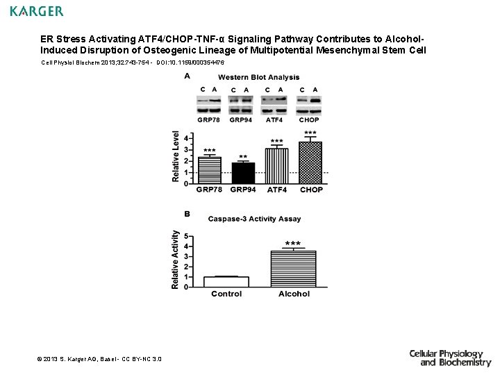 ER Stress Activating ATF 4CHOPTNF Signaling Pathway Contributes