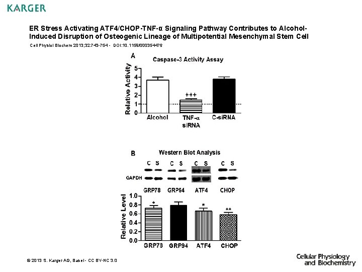 ER Stress Activating ATF 4CHOPTNF Signaling Pathway Contributes