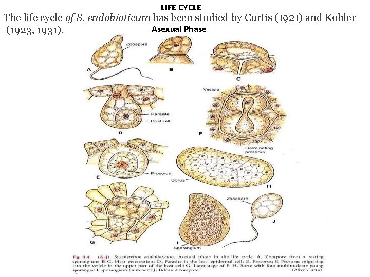 Synchitrium endobioticum ENDOSYMBIOTIC FUNGUS IT CAUSES WART DISEASE