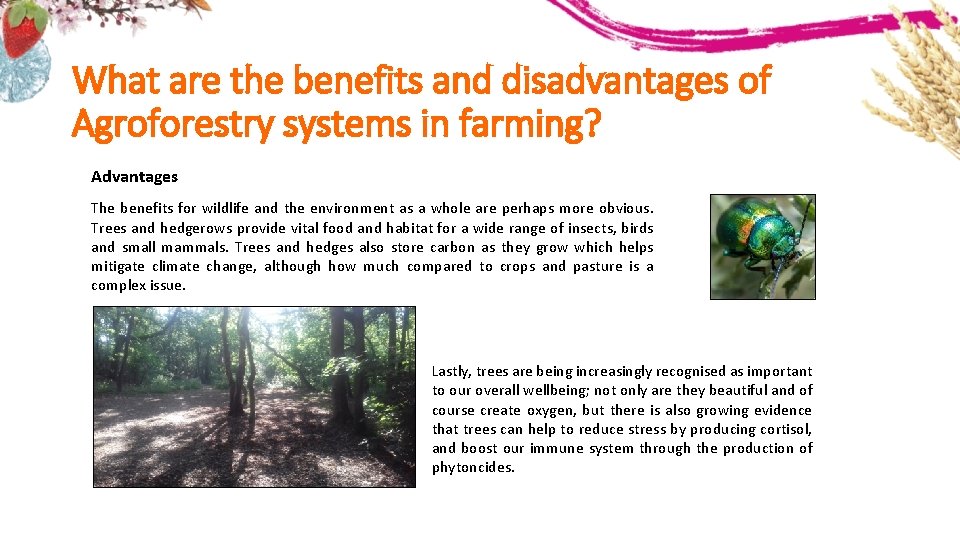 An Introduction to Agroforestry What is Agroforestry Agroforestry