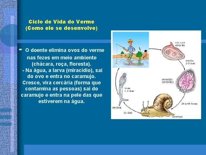 Esquistossomose Doena causada pelo verme Schistosoma mansoni Ataca