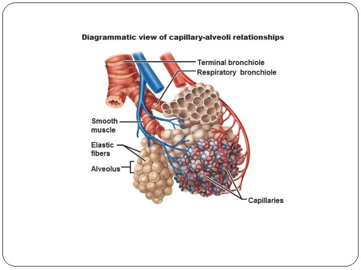 Respiratory System Functionremove particles from the air transports