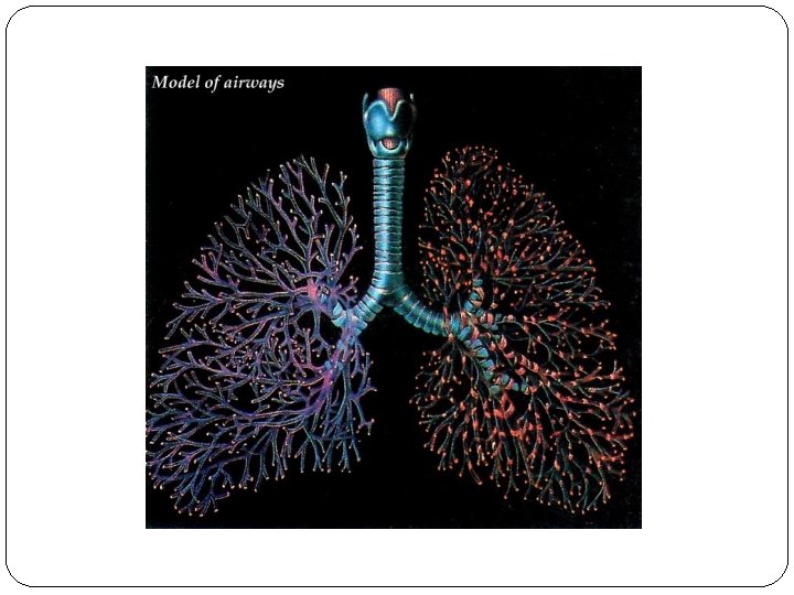 Respiratory System Functionremove particles from the air transports