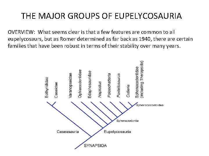 BIOLOGY 622 FALL 2014 BASAL AMNIOTA STRUCTURE AND