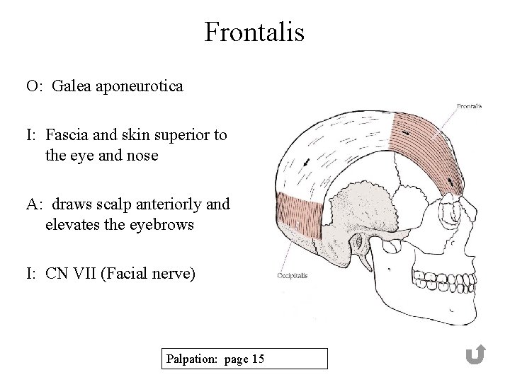 Myology Muscles of the Head 1 NAMING OF