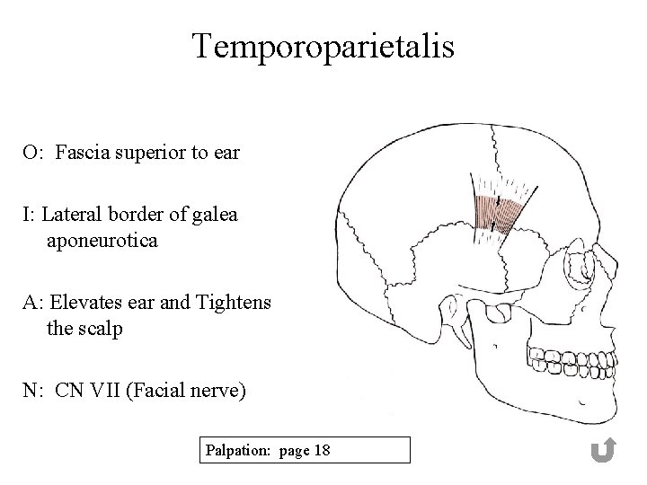 Myology Muscles of the Head 1 NAMING OF