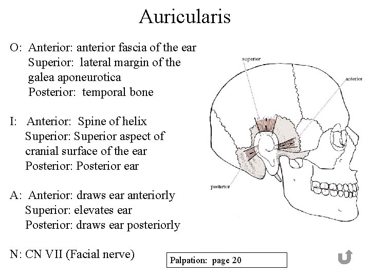 Myology Muscles of the Head 1 NAMING OF
