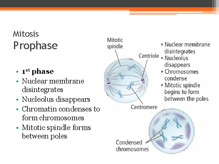 Cell Growth and Reproduction Binary Fission Mitosis and