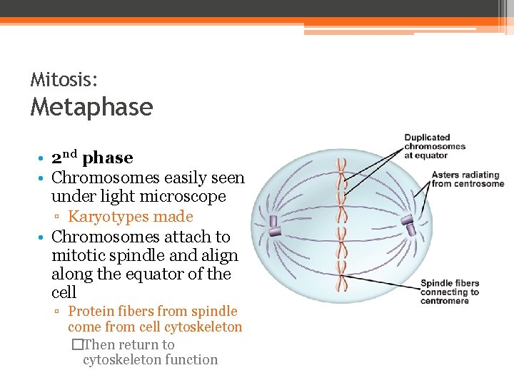 Cell Growth and Reproduction Binary Fission Mitosis and