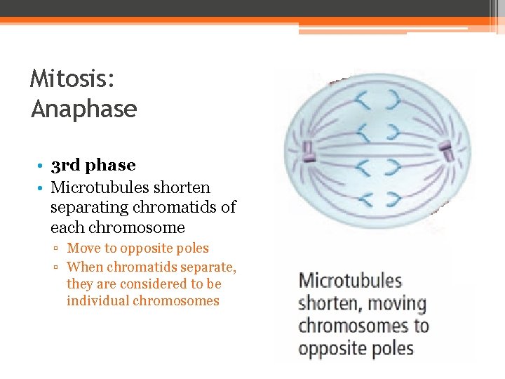Cell Growth and Reproduction Binary Fission Mitosis and