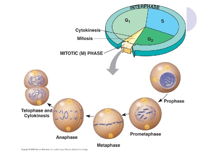 CHAPTER 12 THE CELL CYCLE I The key