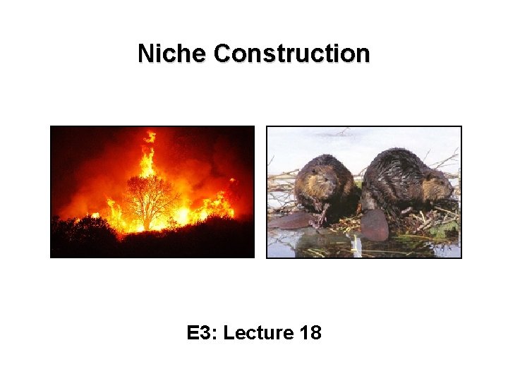 Niche Construction E 3 Lecture 18 Entropy and