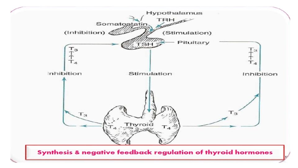 A brief review of Thyroid gland Butterfly shaped