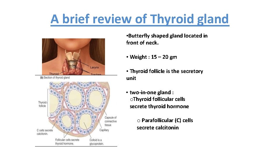 A brief review of Thyroid gland Butterfly shaped