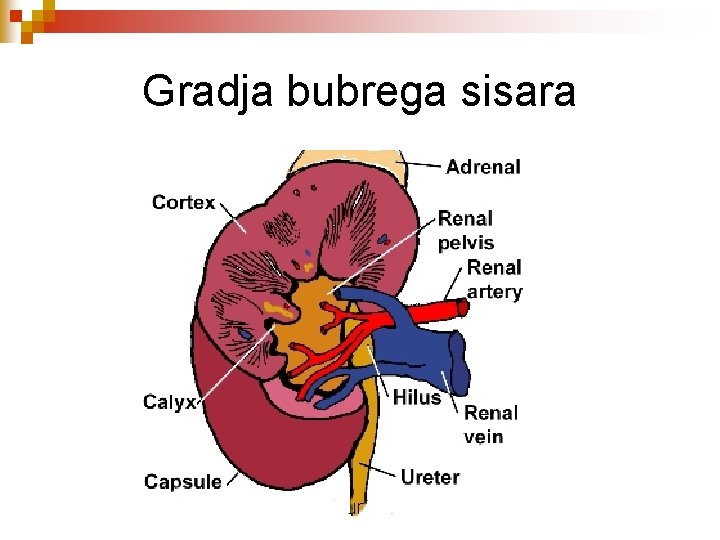 Organi za izluivanje kod hordata Osnovne funkcije organa