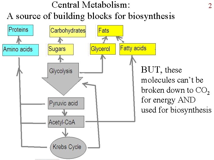 Central Metabolism Funneling all nutrients into central pathways