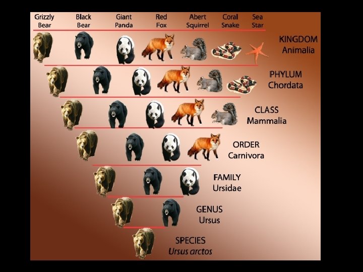 Classification of Living Things Put the Items in
