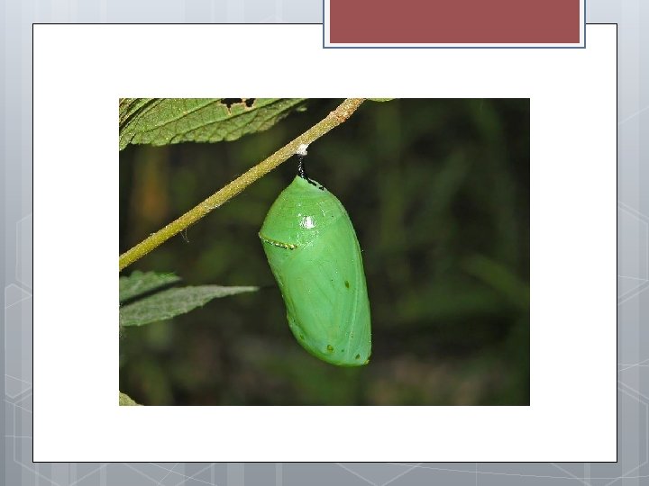 Metamorphosis Metamorphosis Means to change or transform something