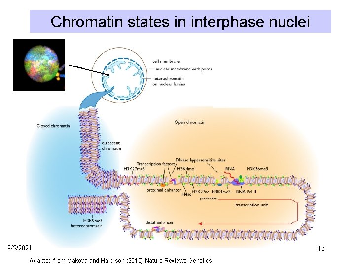 Review of the Molecular Biology of Genes in