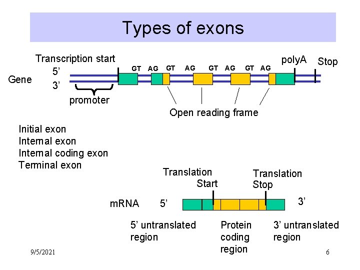 Review of the Molecular Biology of Genes in