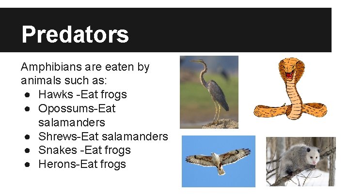 Amphibians By Fernanda A Anthony S Alex Z