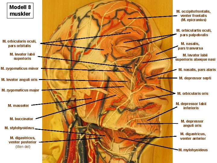 Modell 8 muskler M occipitofrontalis venter frontalis M