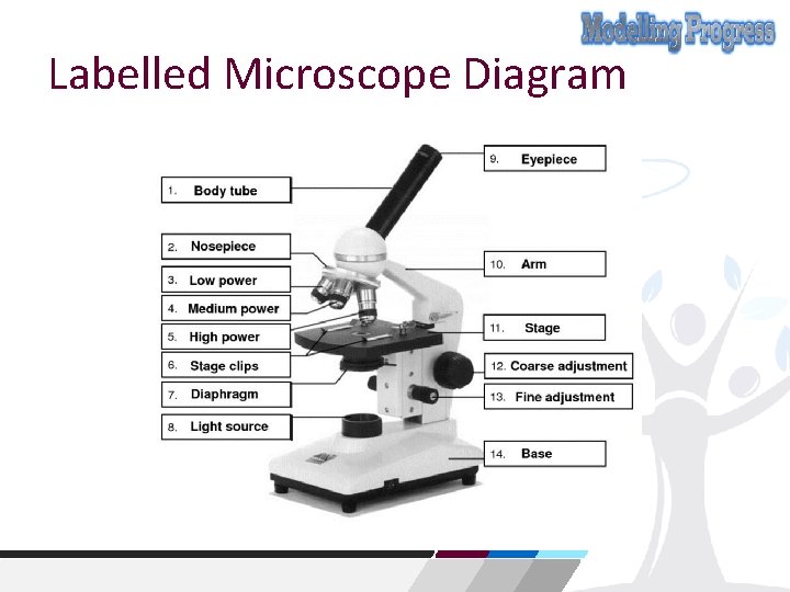 Topic Cells What are the differences between light