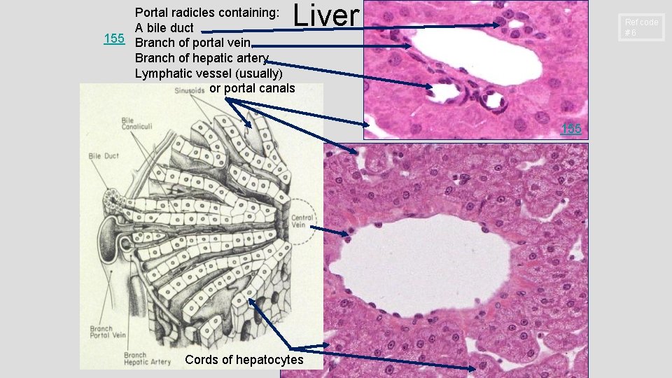 Medical School Histology Basics Liver gallbladder salivary glands