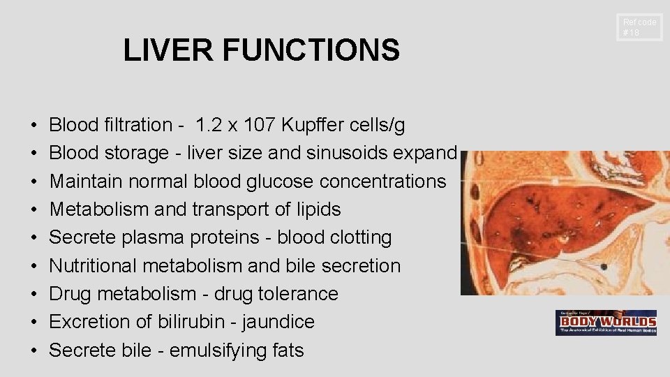 Medical School Histology Basics Liver gallbladder salivary glands