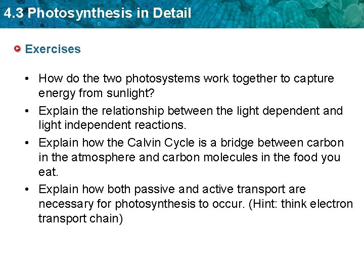 4 3 Photosynthesis in Detail KEY CONCEPT Photosynthesis