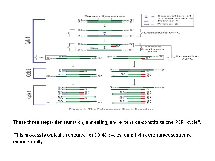 Amplification of a DNA fragment by Polymerase Chain