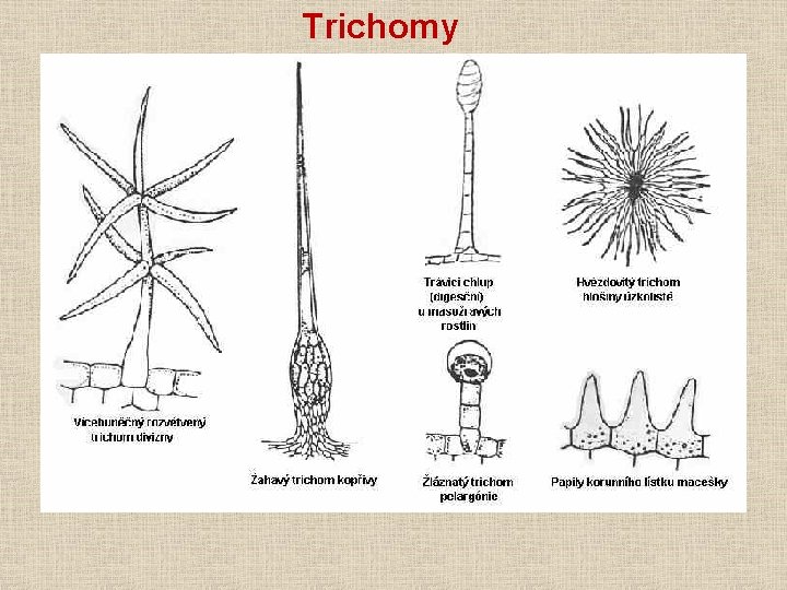 VNITN STAVBA TLA ROSTLIN Rostlinn pletiva Obecn charakteristika