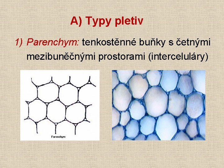 VNITN STAVBA TLA ROSTLIN Rostlinn pletiva Obecn charakteristika