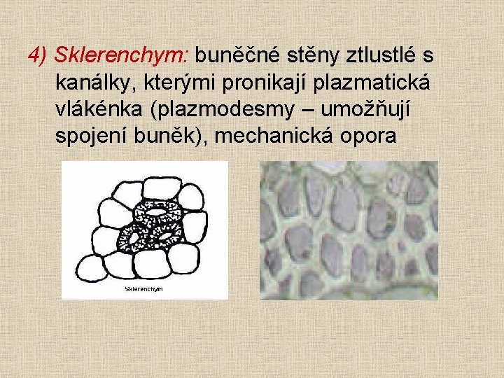 VNITN STAVBA TLA ROSTLIN Rostlinn pletiva Obecn charakteristika