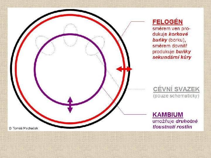 VNITN STAVBA TLA ROSTLIN Rostlinn pletiva Obecn charakteristika