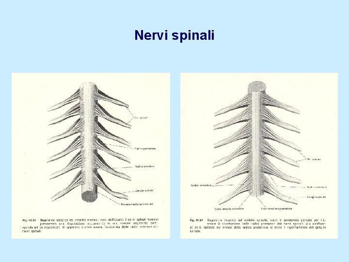 Funzioni del sistema nervoso 1 Sensibilit 2 Motilit