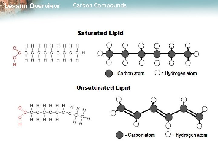 Lesson Overview Carbon Compounds Chapter 2 Lesson Overview