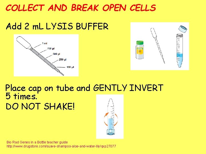 AP BIO DNA EXTRACTION COLLECT AND BREAK OPEN