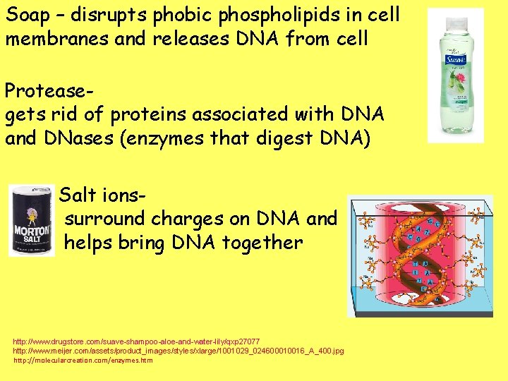 AP BIO DNA EXTRACTION COLLECT AND BREAK OPEN