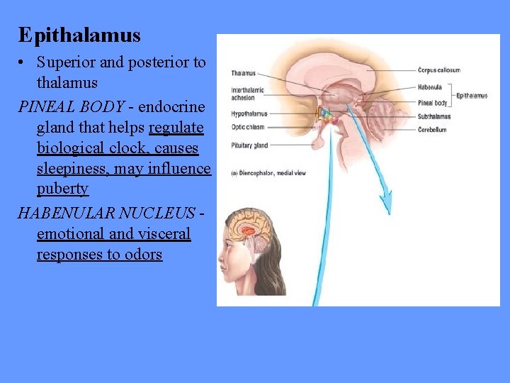 HUMAN ANATOMY LECTURE ELEVEN BRAIN AND SPINAL CORD