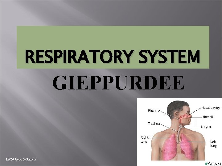 RESPIRATORY SYSTEM GIEPPURDEE S 2 C 06 Jeopardy