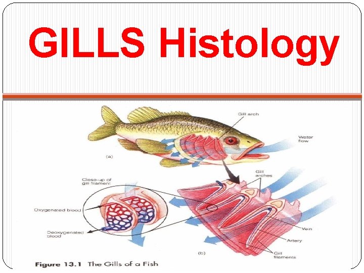 GILLS Histology Normal Teleost gill form anatomy Branchia
